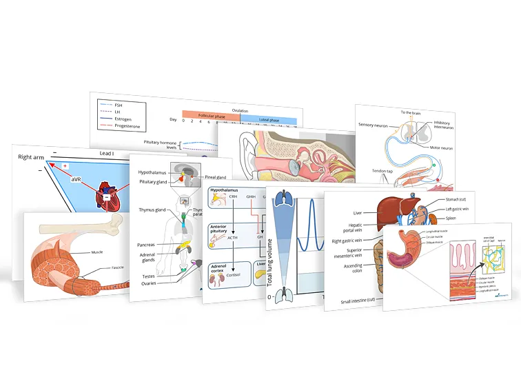 Teaching Resource: 10 High-Quality Images for Physiology | ADInstruments